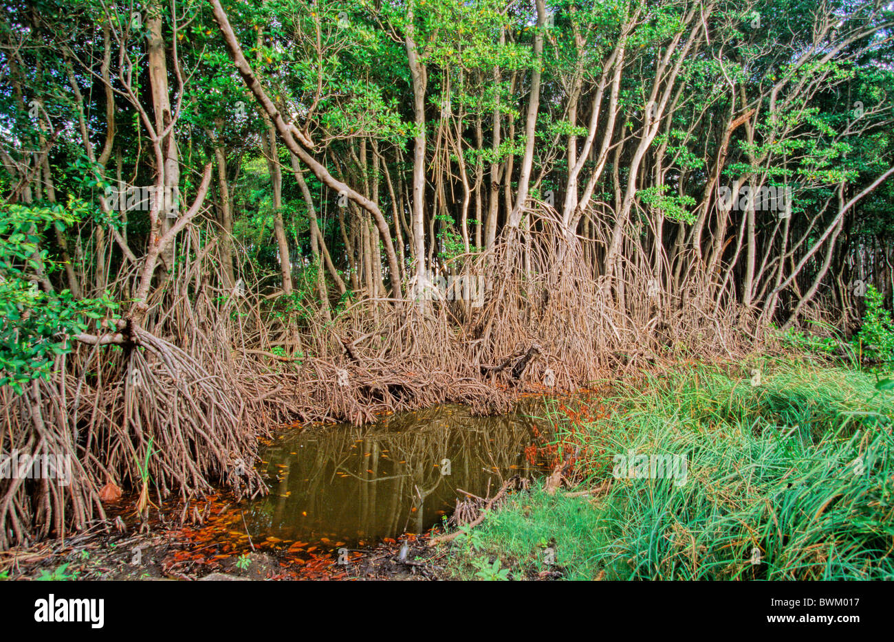 Venezuela South America Mangrove Roots Nature Forest Tropical Laguna De ...