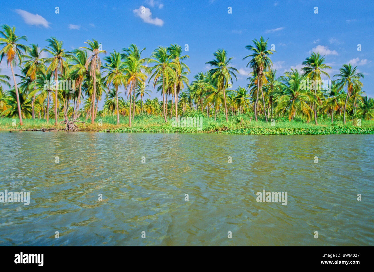 Venezuela South America Palms Lake Water Shore Coast Forest Nature ...