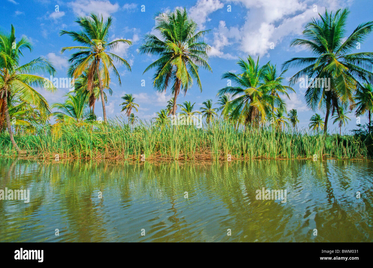 Venezuela South America Palms Lake Water Shore Coast Forest Nature ...