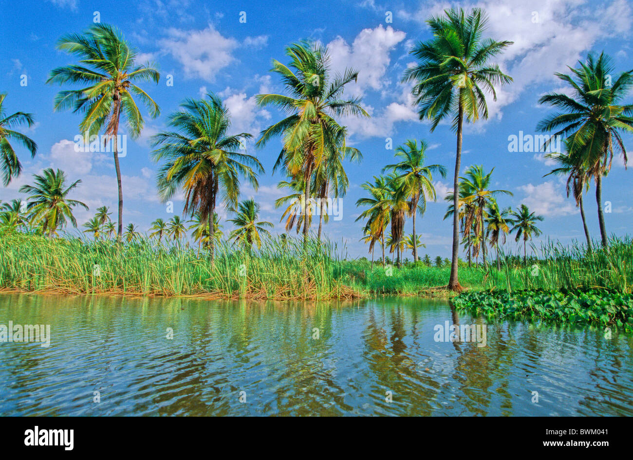 Venezuela South America Palms Lake Water Shore Coast Forest Nature ...