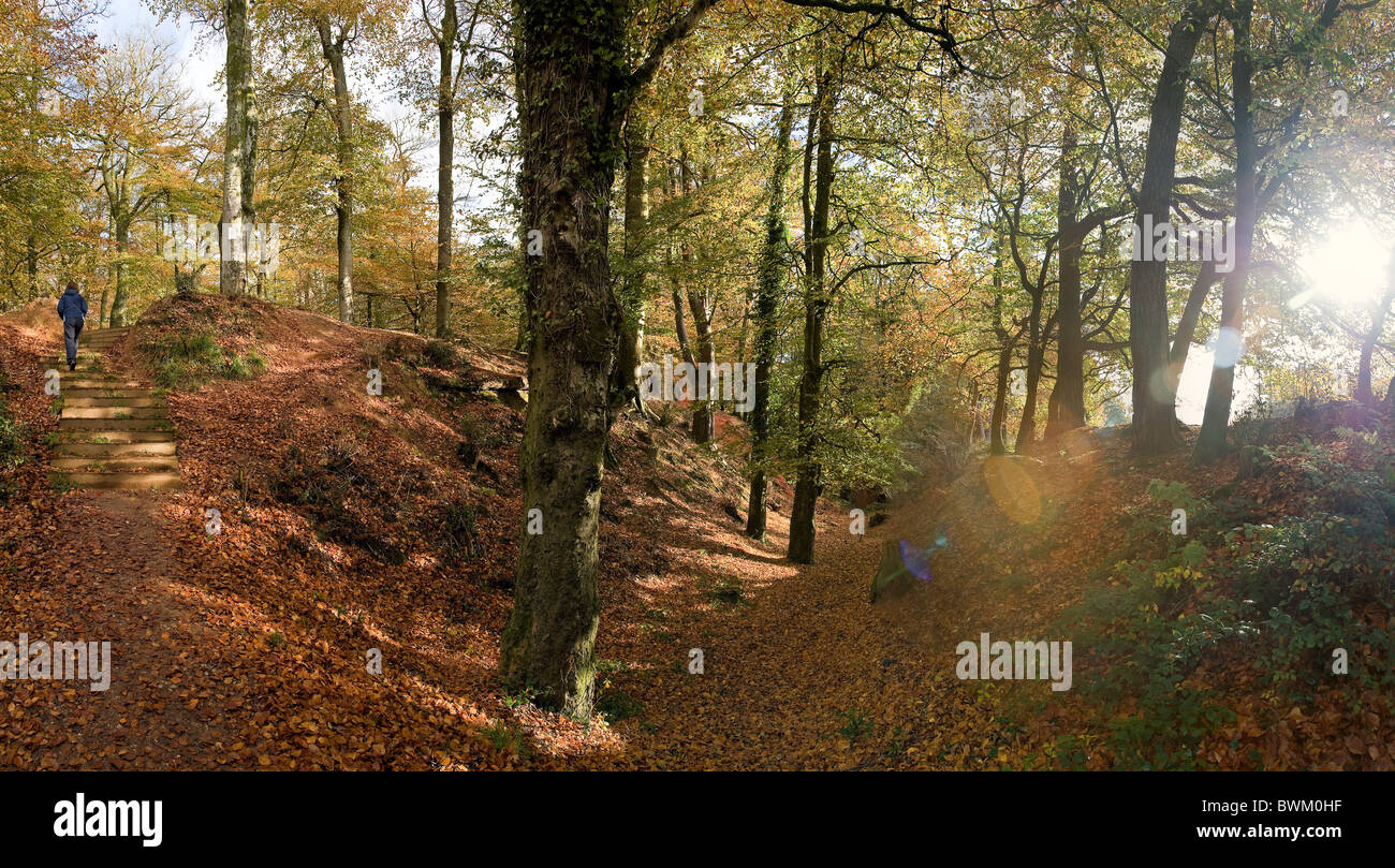 Autumnal scene in the interior of Woodbury Castle Iron Age fort ...