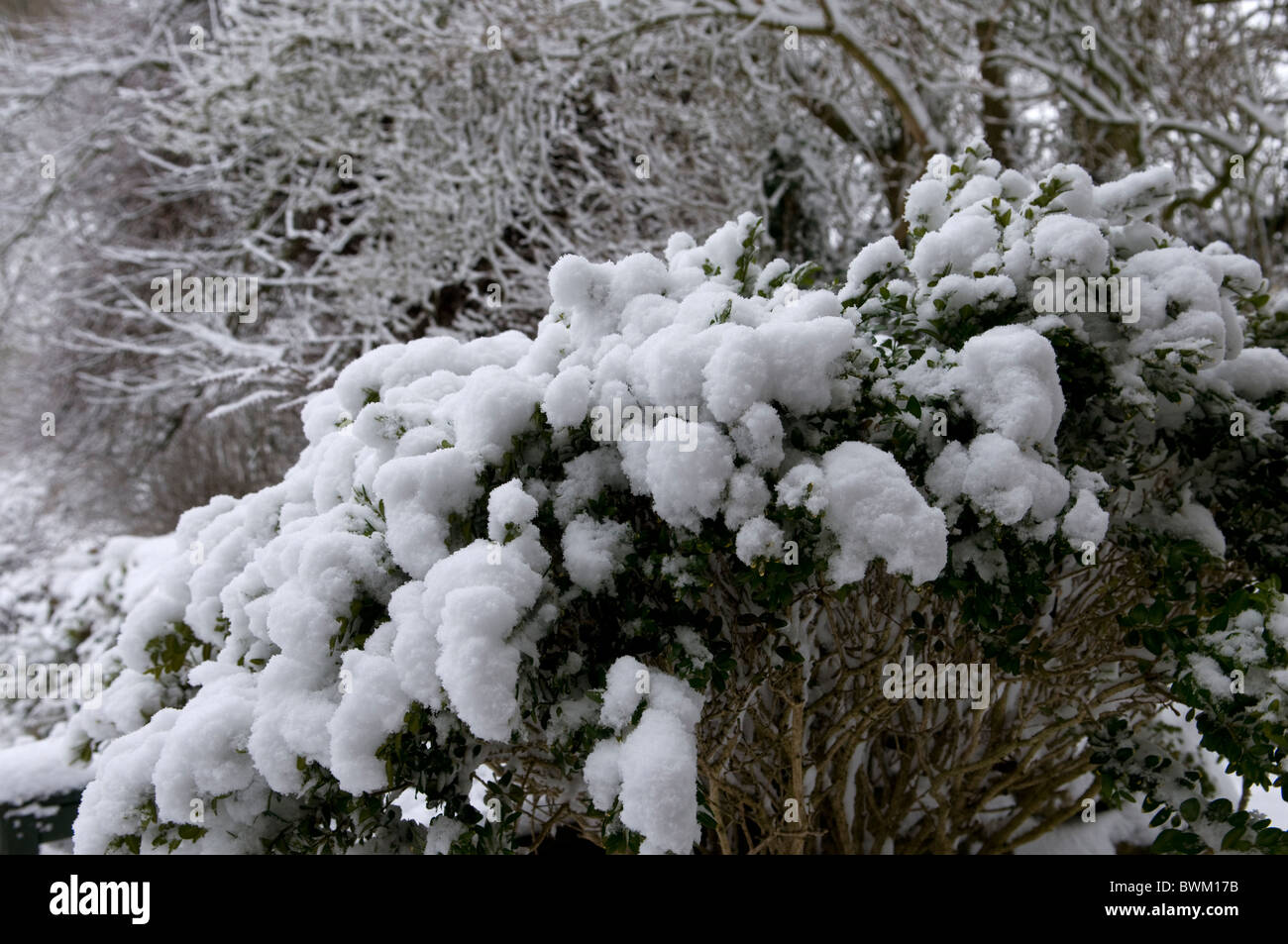 Snow laden trees bushes hi-res stock photography and images - Alamy