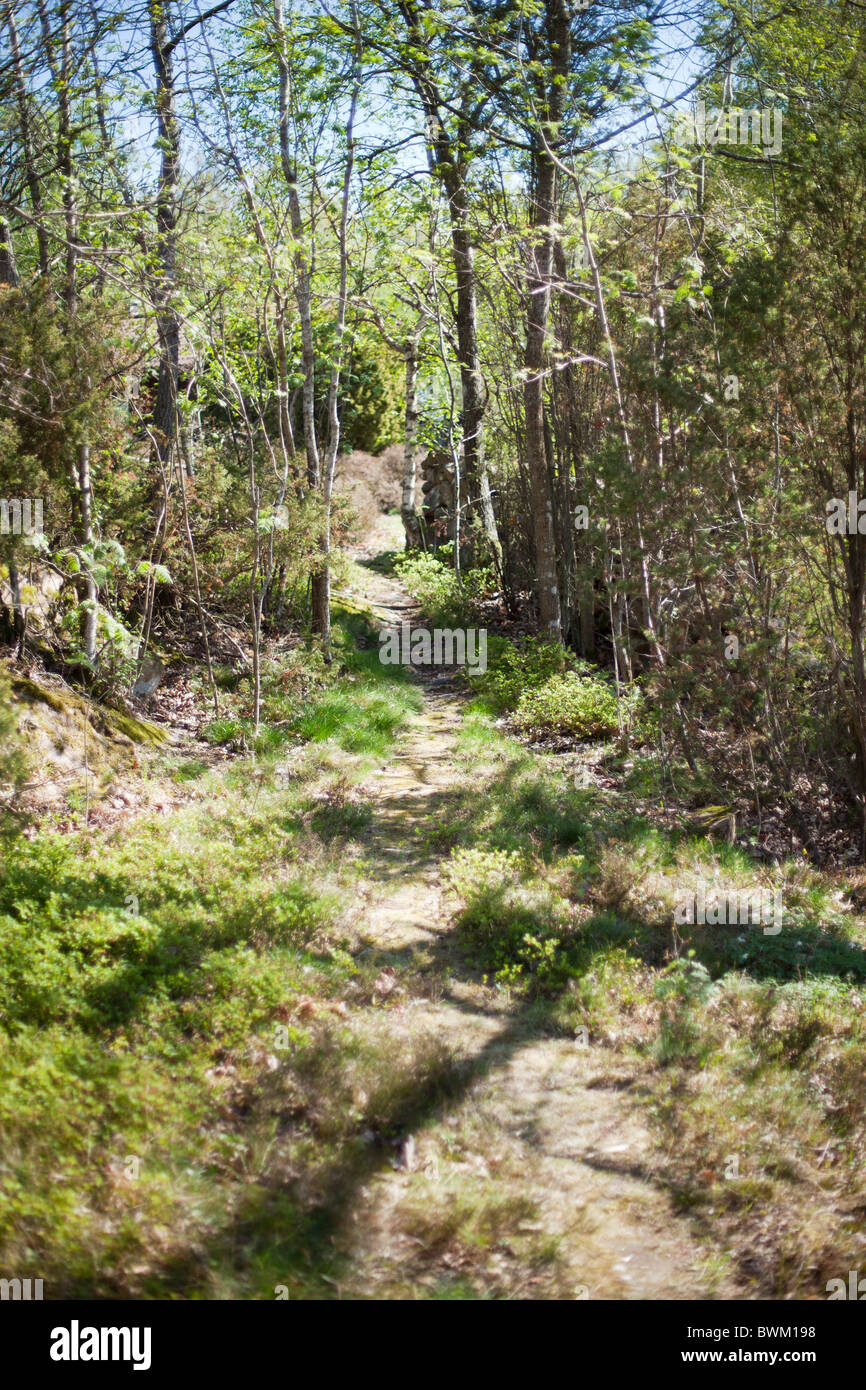 A path through a forest Stock Photo - Alamy