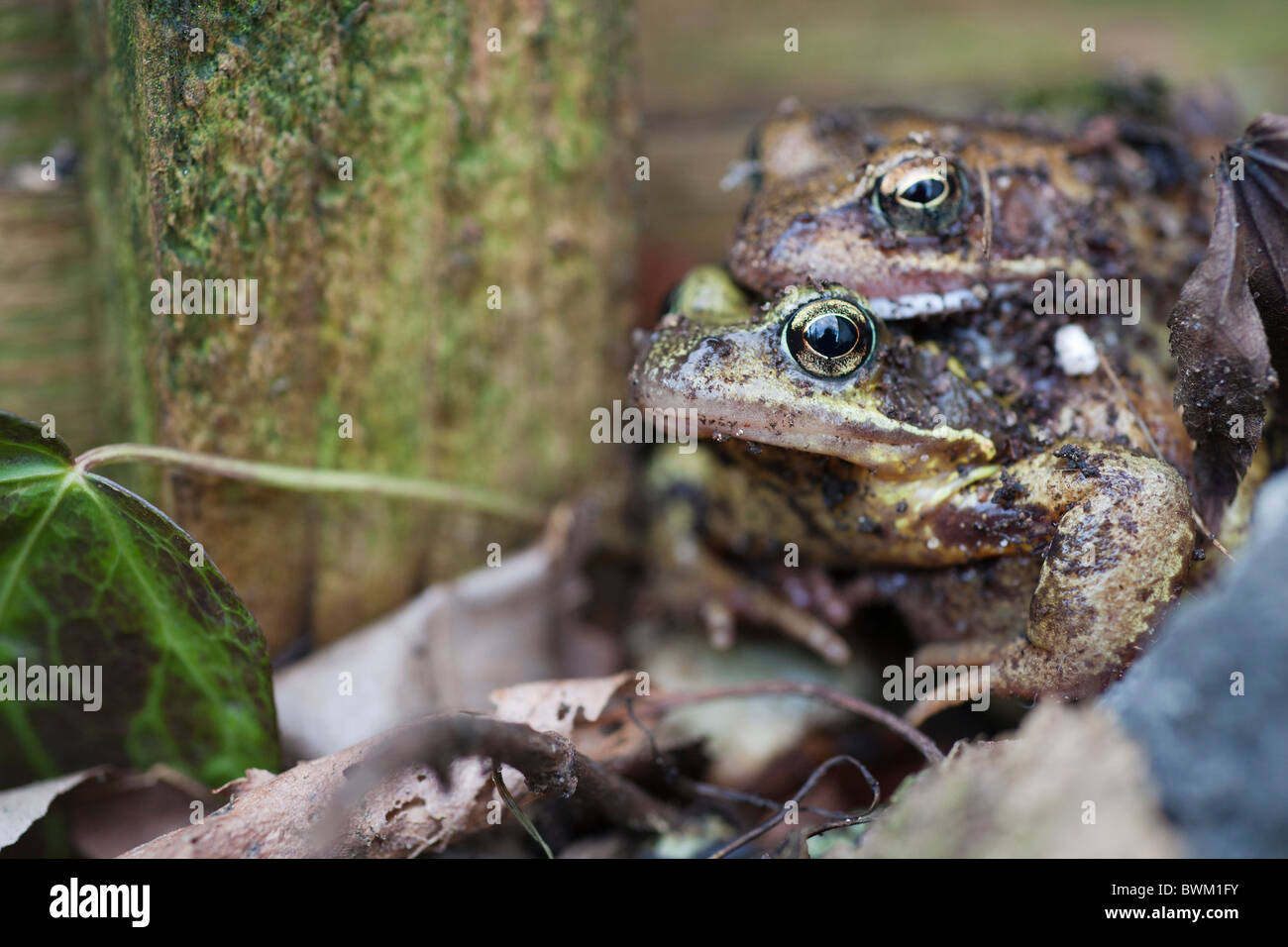 Two frogs mating Stock Photo - Alamy