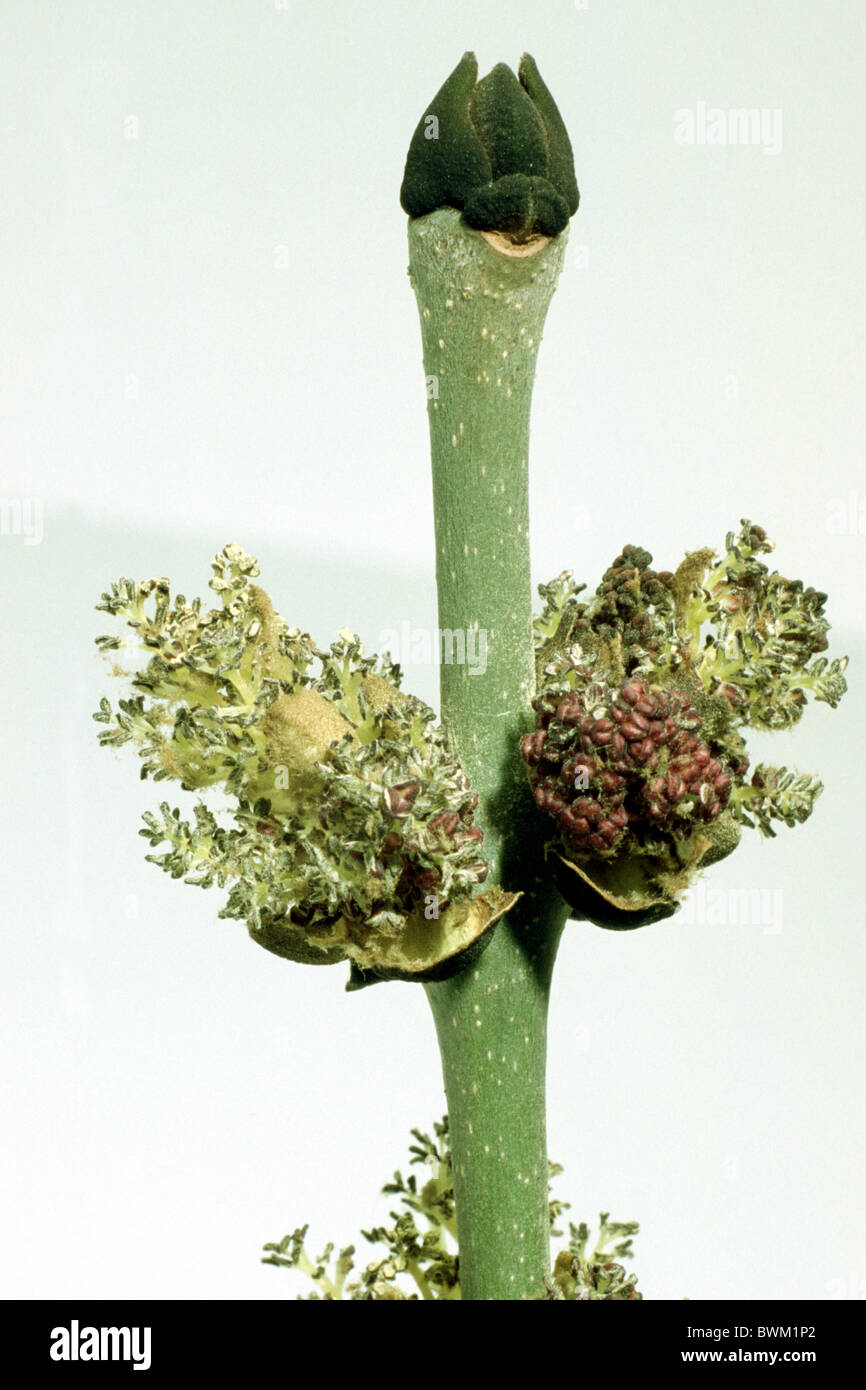 Common Ash, European Ash (Fraxinus excelsior), twig with buds and ...