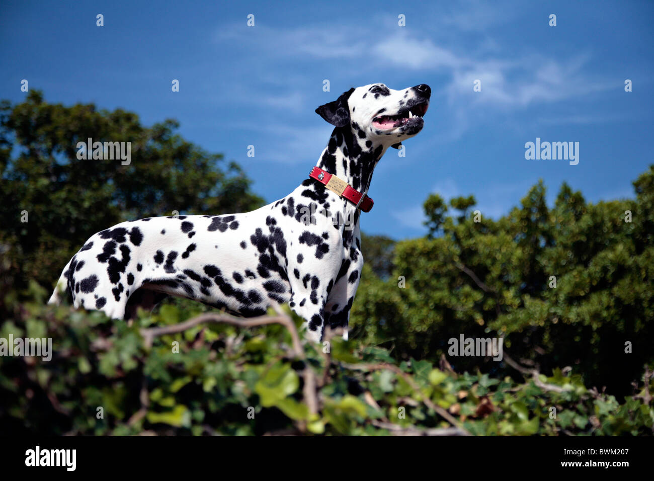 Dalmation spots hi-res stock photography and images - Alamy