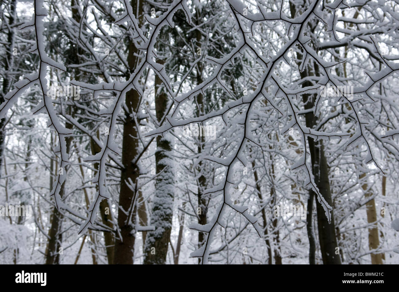 Heavy trees hi-res stock photography and images - Alamy