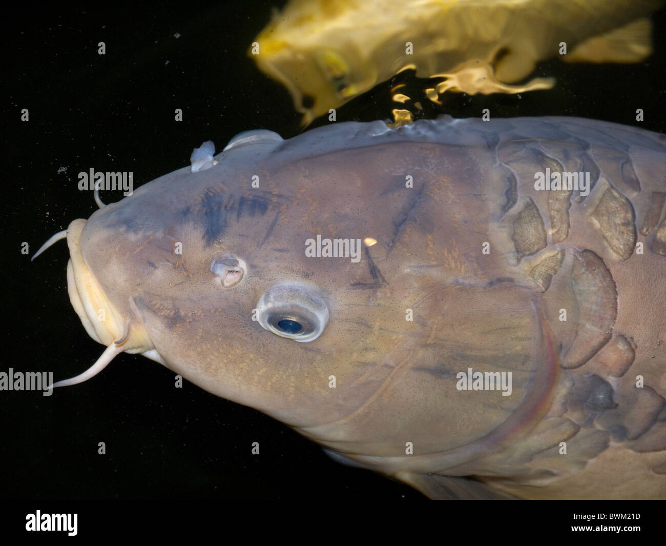 Koi carp not japan hi-res stock photography and images - Alamy