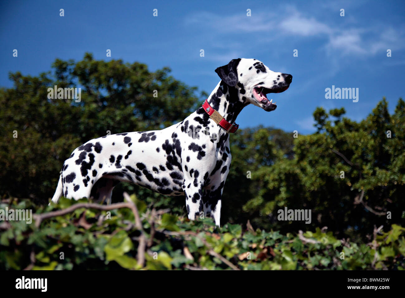 Dalmation spots hi-res stock photography and images - Alamy