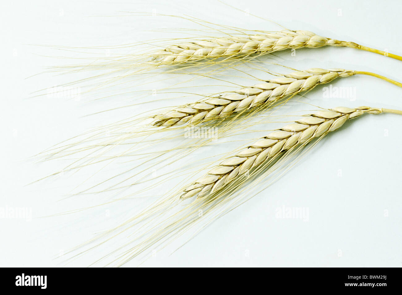 Emmer Wheat (Triticum dicoccum), ripe ears, studio picture Stock Photo ...