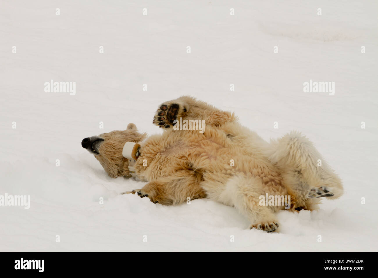 Polar bear tracking collar hi-res stock photography and images - Alamy