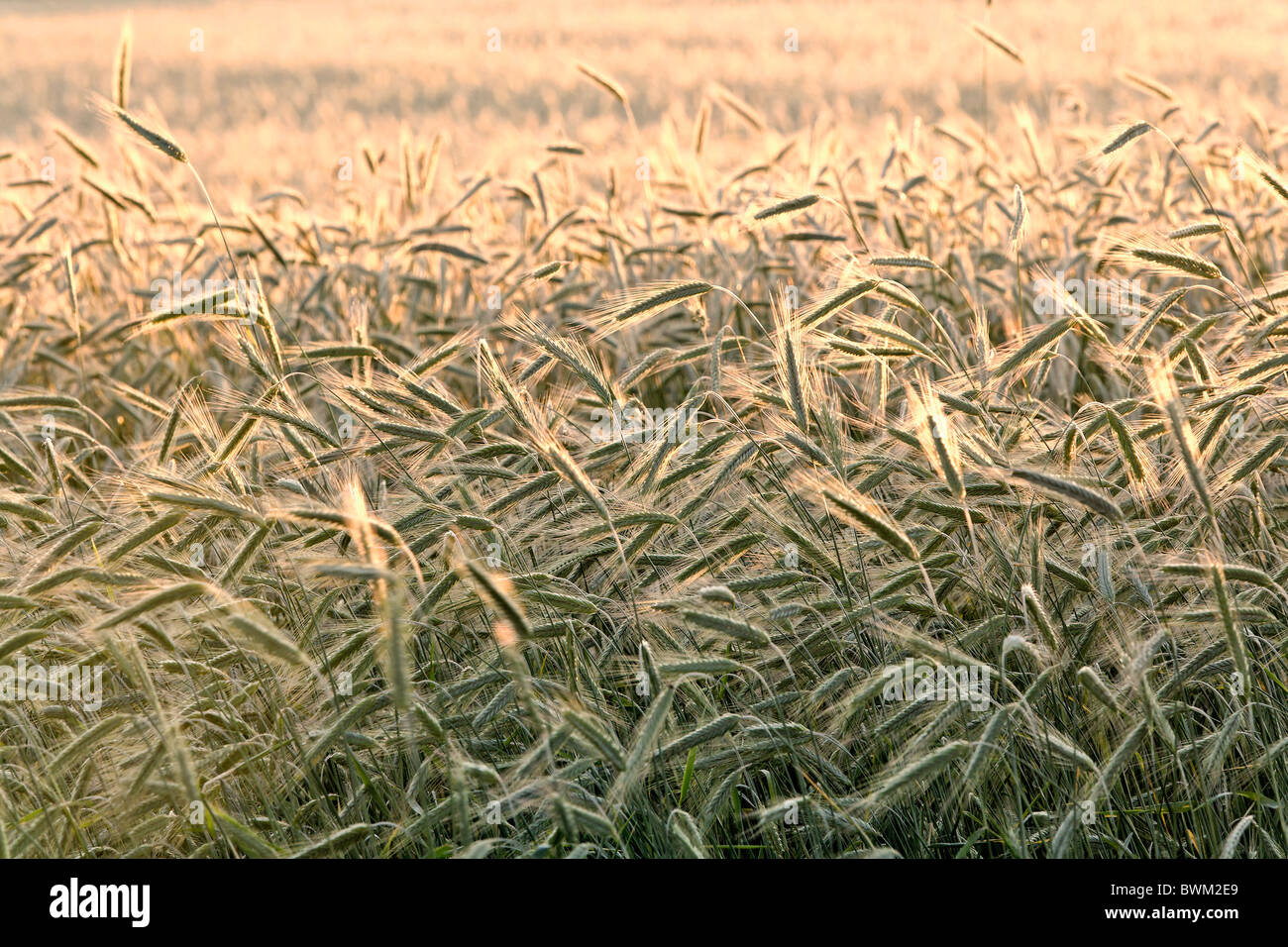 Field Barley crop agriculture grain cereal spikes agriculture Stock ...
