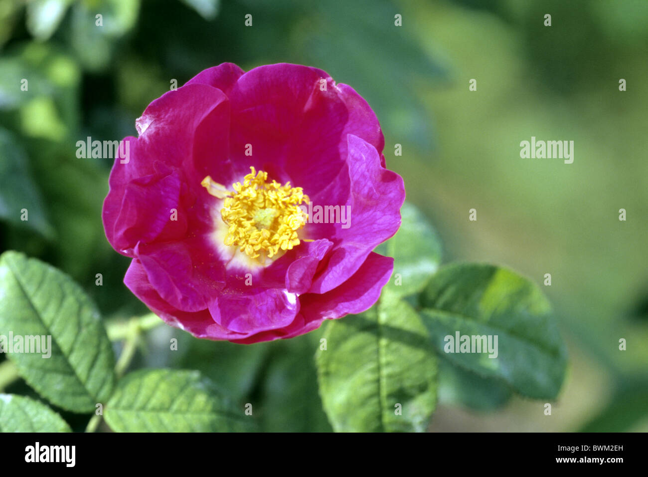 Gallic Rose, French Rose (Rosa gallica), flower Stock Photo - Alamy