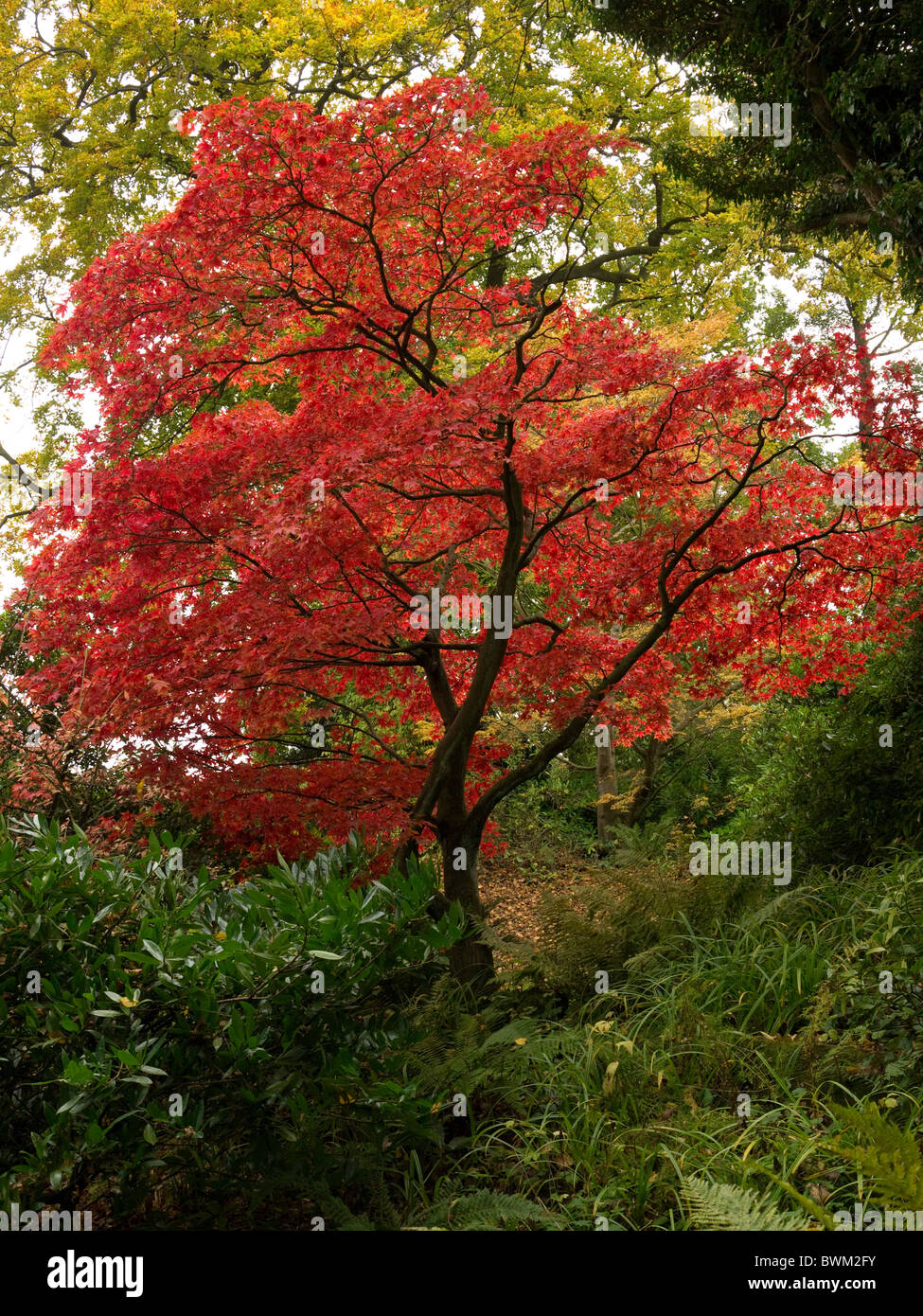 The fiery red autumn colours of the Japanese maple tree Stock Photo - Alamy