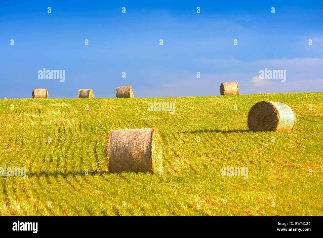Bales Hay agriculture field fields harvest harvesting Stock Photo - Alamy