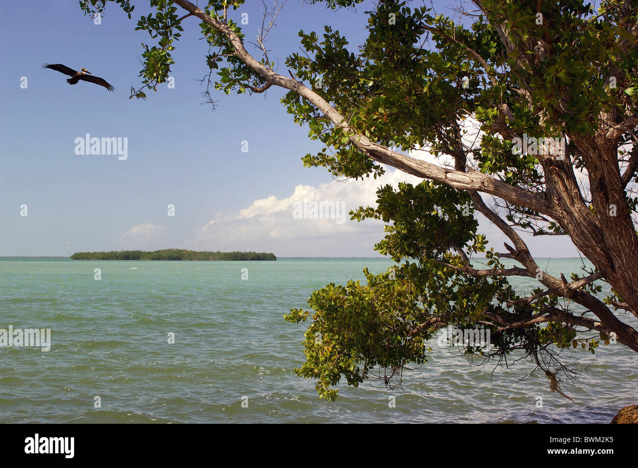 USA America United States North America Florida Bay Key Largo Florida ...