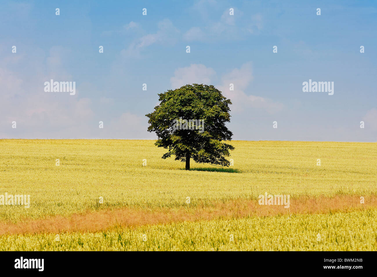 Lone tree field fields agriculture landscape sky Stock Photo - Alamy