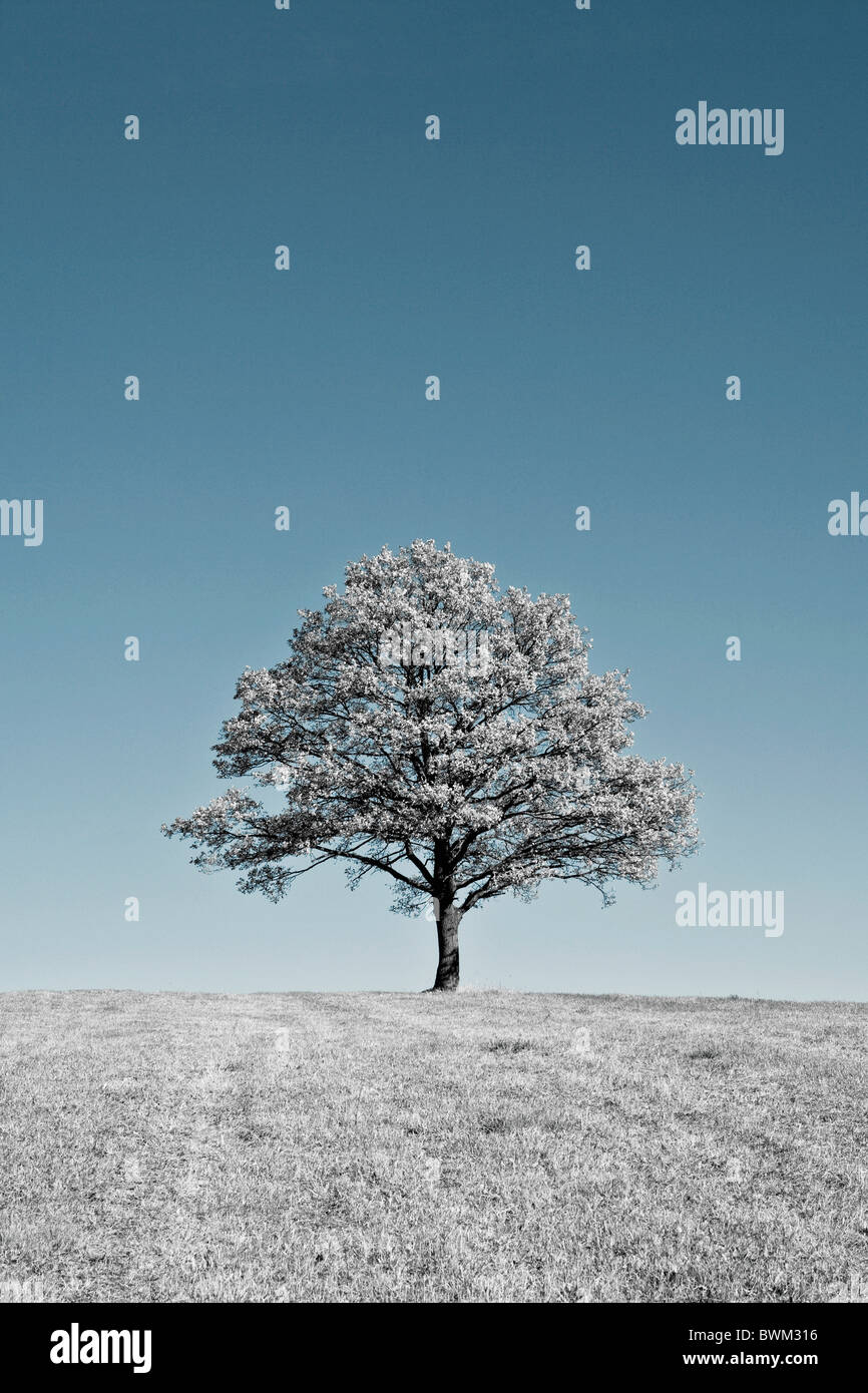 Lone tree field fields agriculture landscape sky Stock Photo - Alamy