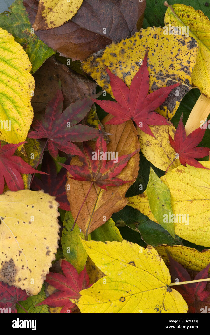Fallen Autumn Leaves Stock Photo - Alamy