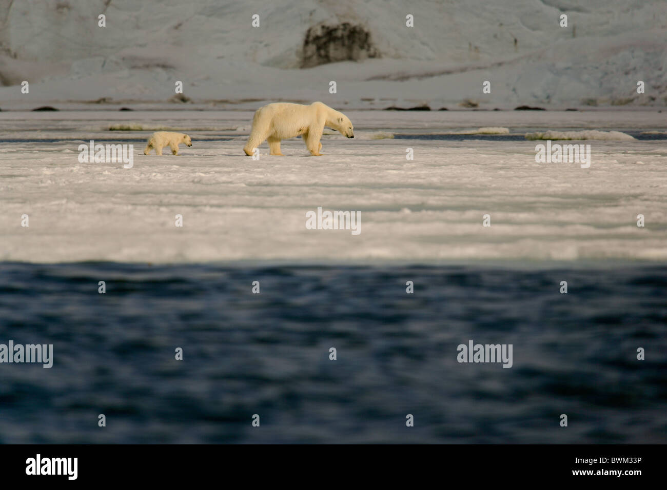 Female Polar Bear (Ursus maritimus) walking along [fast ice] followed ...
