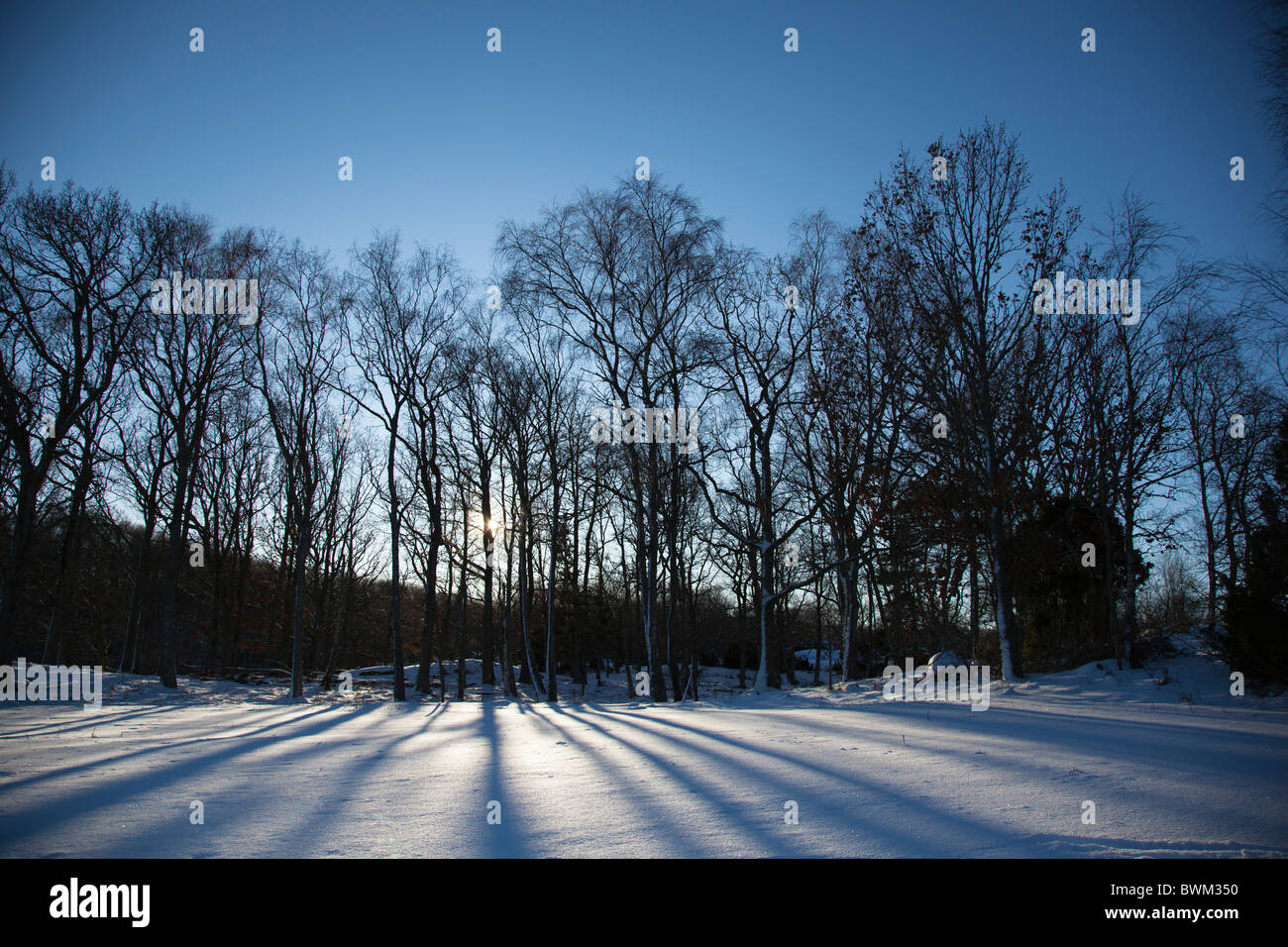 Silhouetted trees casting long shadows on a snowy field Stock Photo - Alamy