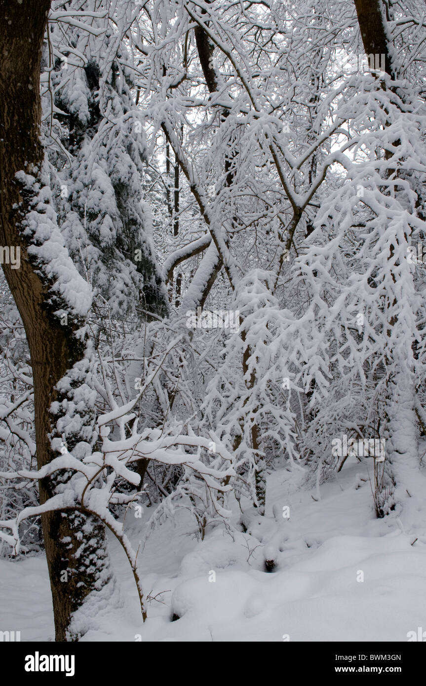 Thick heavy snow hi-res stock photography and images - Alamy