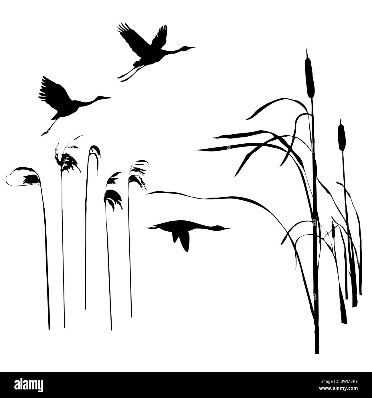 vector drawing flying birds Stock Photo - Alamy