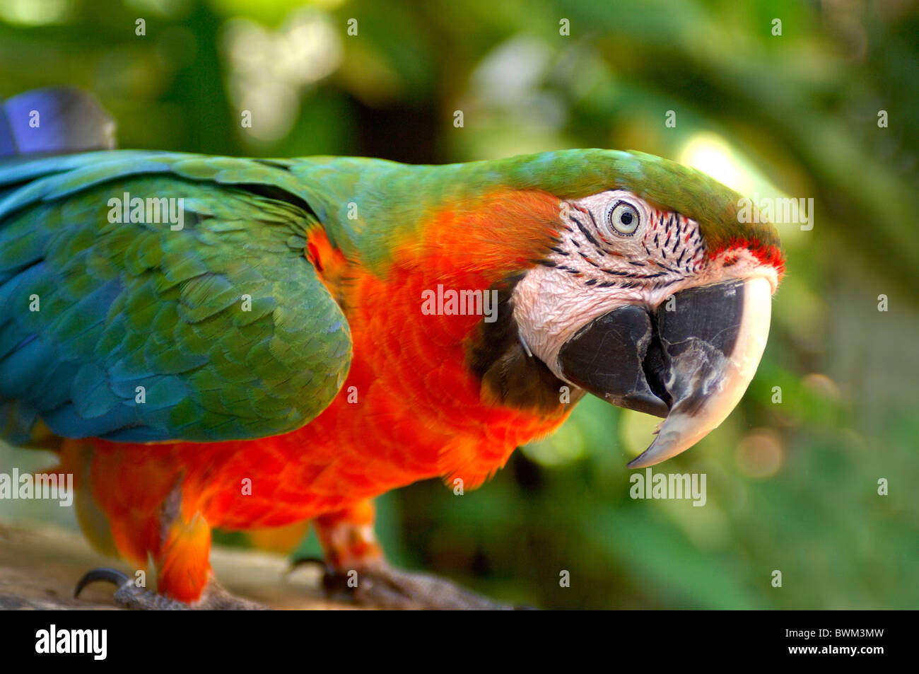 Scarlet Macaw Ara Macao Parrot Bird Gallery Inn Hotel Old San Juan ...