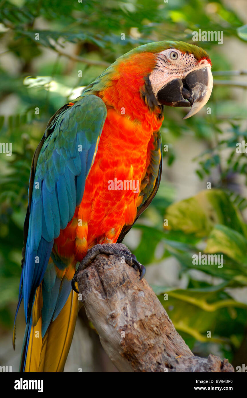 Scarlet Macaw Ara Macao Parrot Bird Gallery Inn Hotel Old San Juan ...