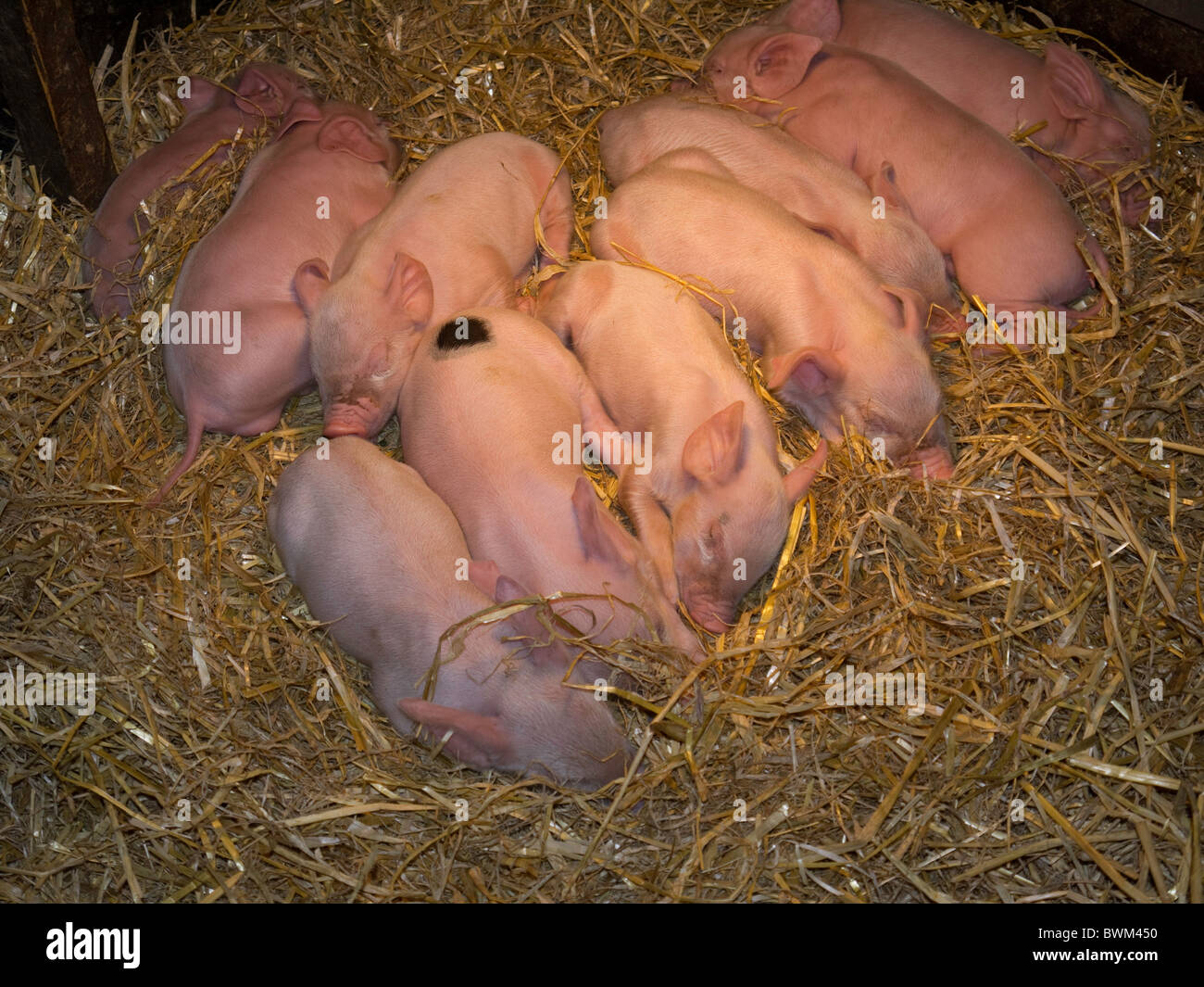A litter of week old piglets under a heat lamp Stock Photo - Alamy