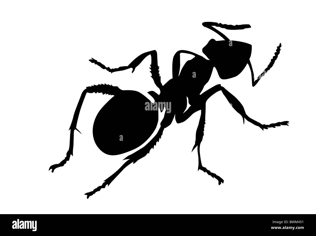 Ant line Black and White Stock Photos & Images - Alamy