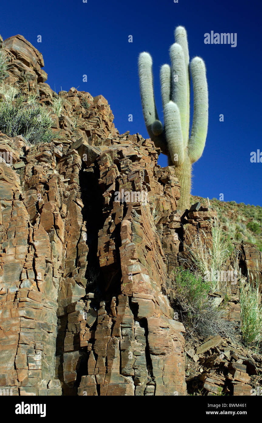 Argentina South America Cardon Cactus near Susques cacti rock mountains ...