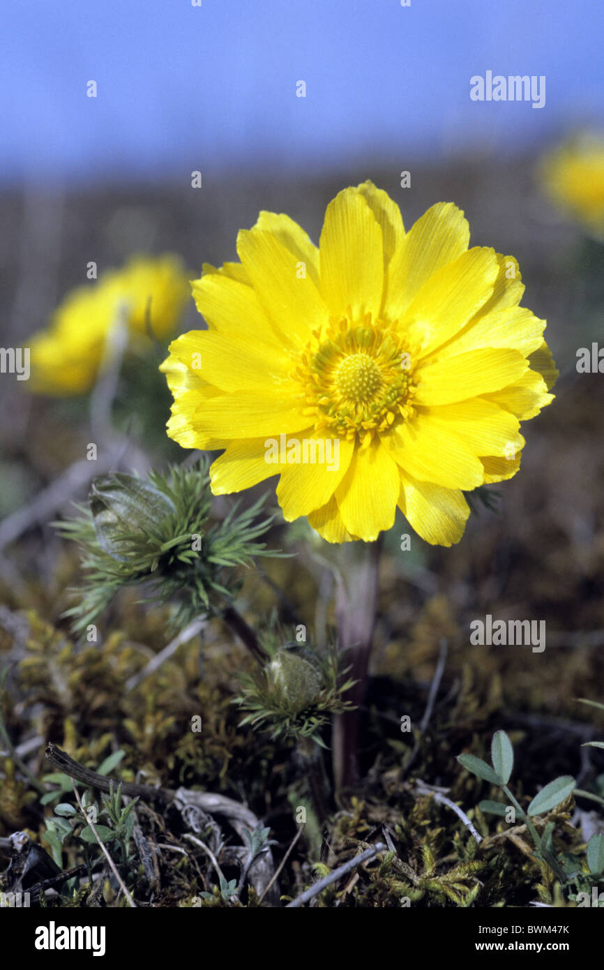 Adonis flower hi-res stock photography and images - Alamy