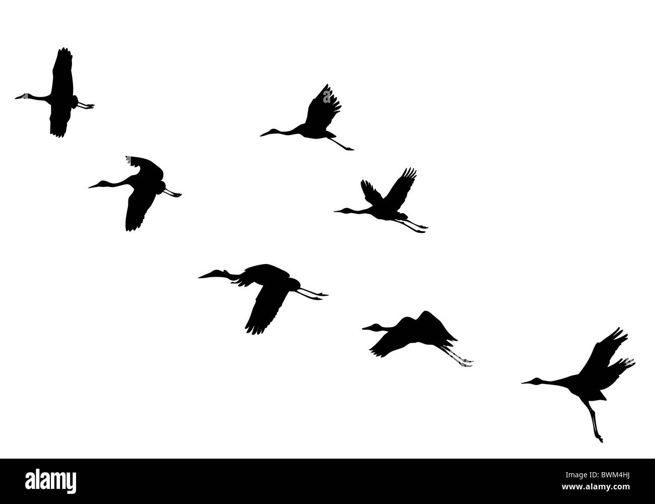 vector silhouettes flying cranes Stock Photo - Alamy