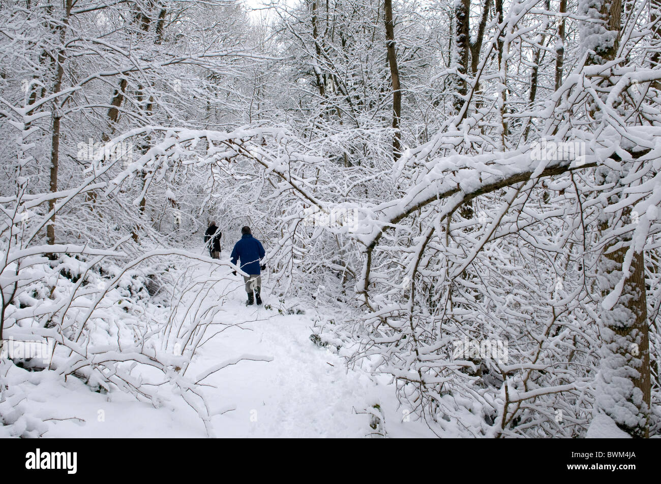 People walking through snow laden trees in a snowy landscape Stock ...