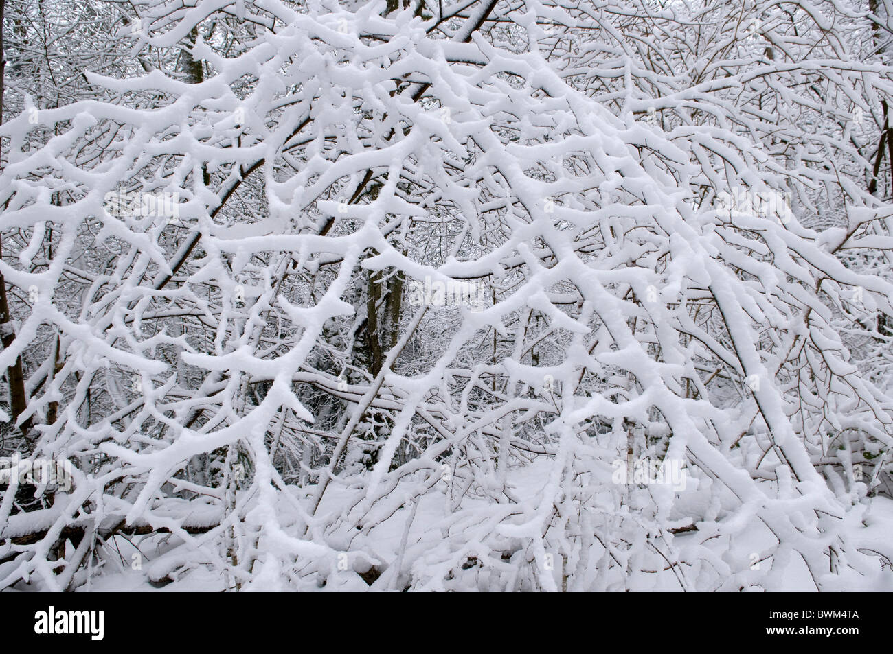 Snow laden branch hi-res stock photography and images - Alamy