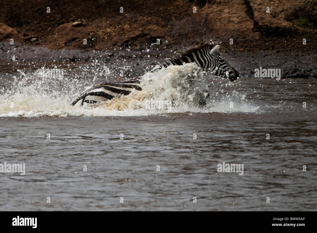 Zebra swimming hi-res stock photography and images - Alamy