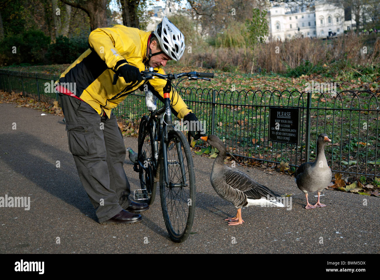 a man in a london park touching a goose Stock Photo - Alamy