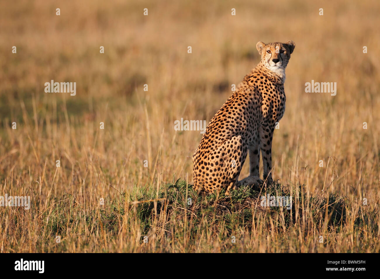 Cheetah sitting on mount hi-res stock photography and images - Alamy