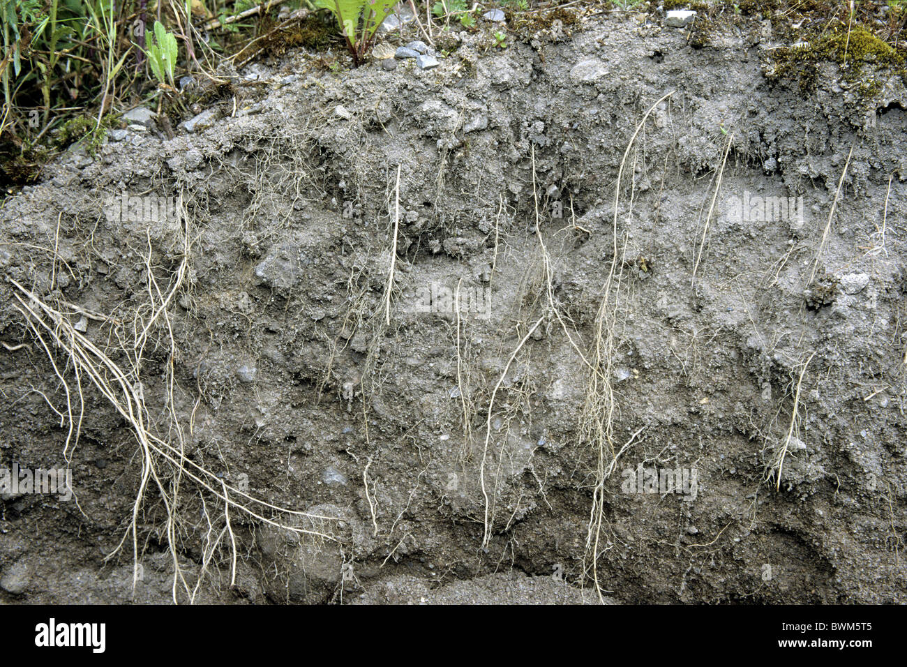 Plant roots soil hi-res stock photography and images - Alamy
