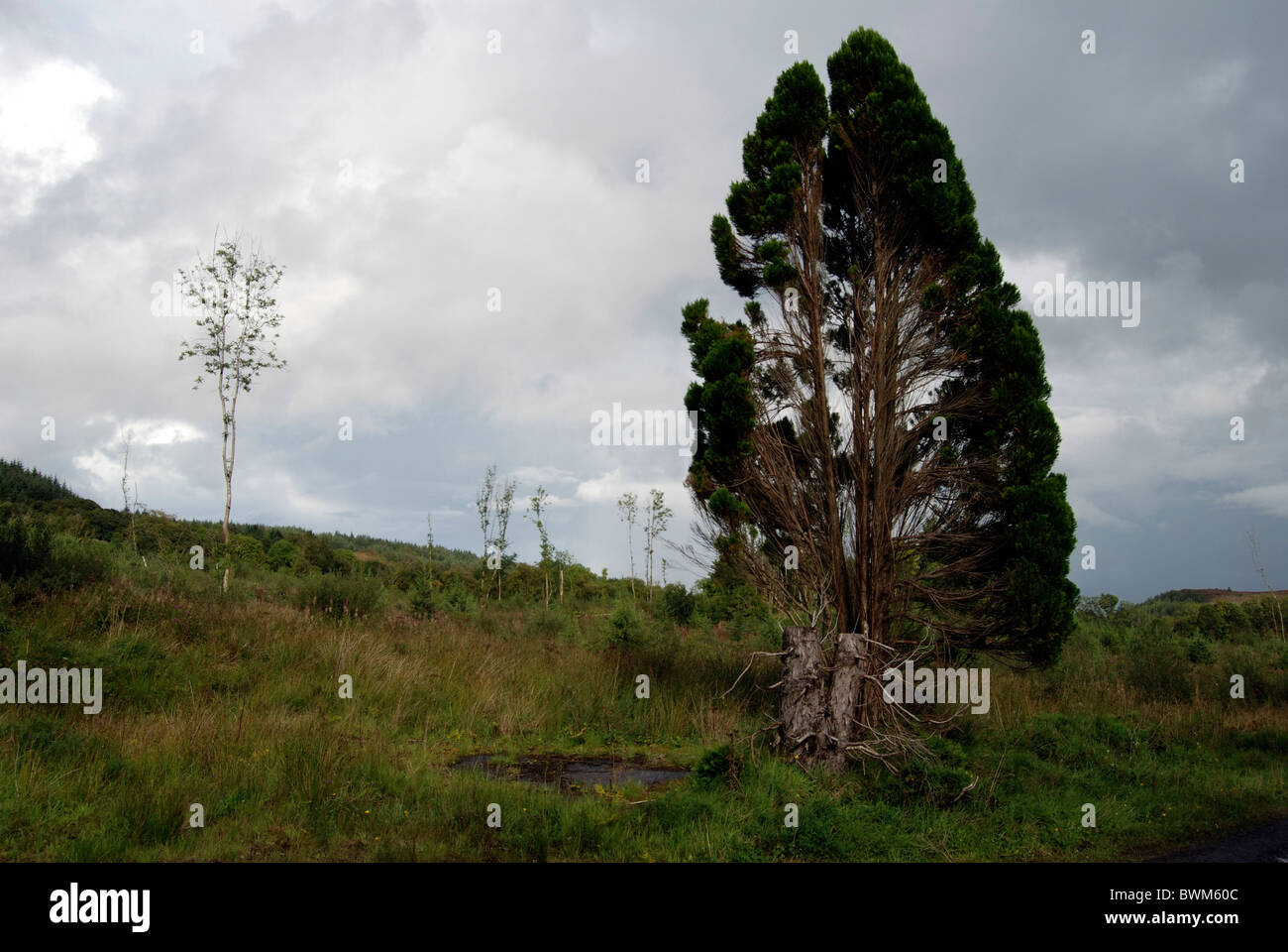 Solitary tree near the Lough Navar Forest in County Fermanagh, Northern ...