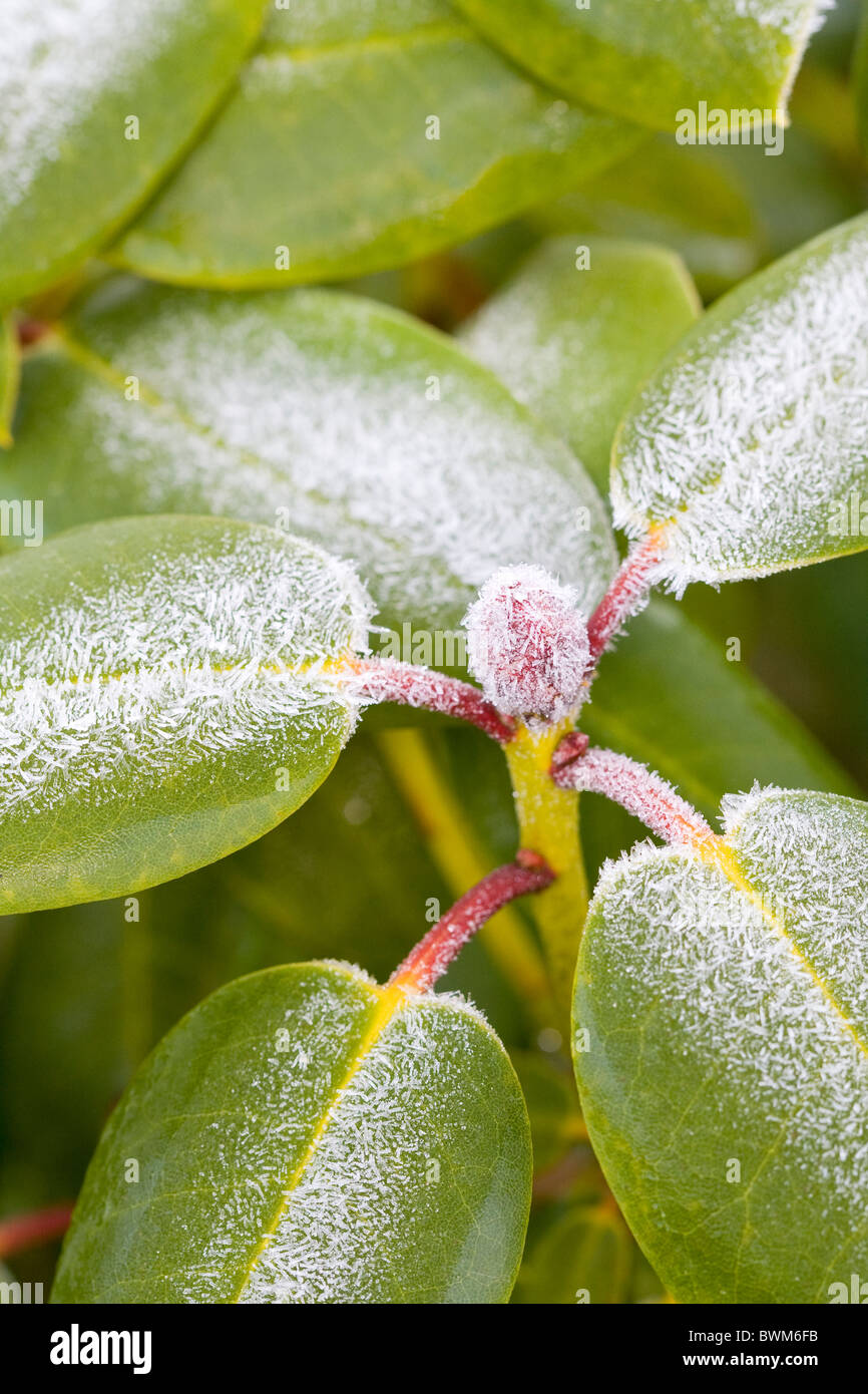 Rhododendron Frosted Bud & Leaves Stock Photo - Alamy