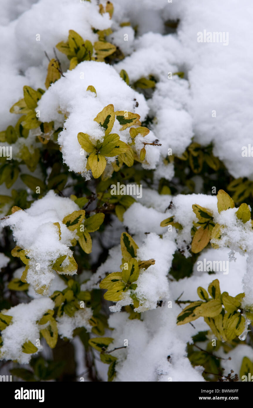 Green garden foliage covered in heavy snow Stock Photo - Alamy