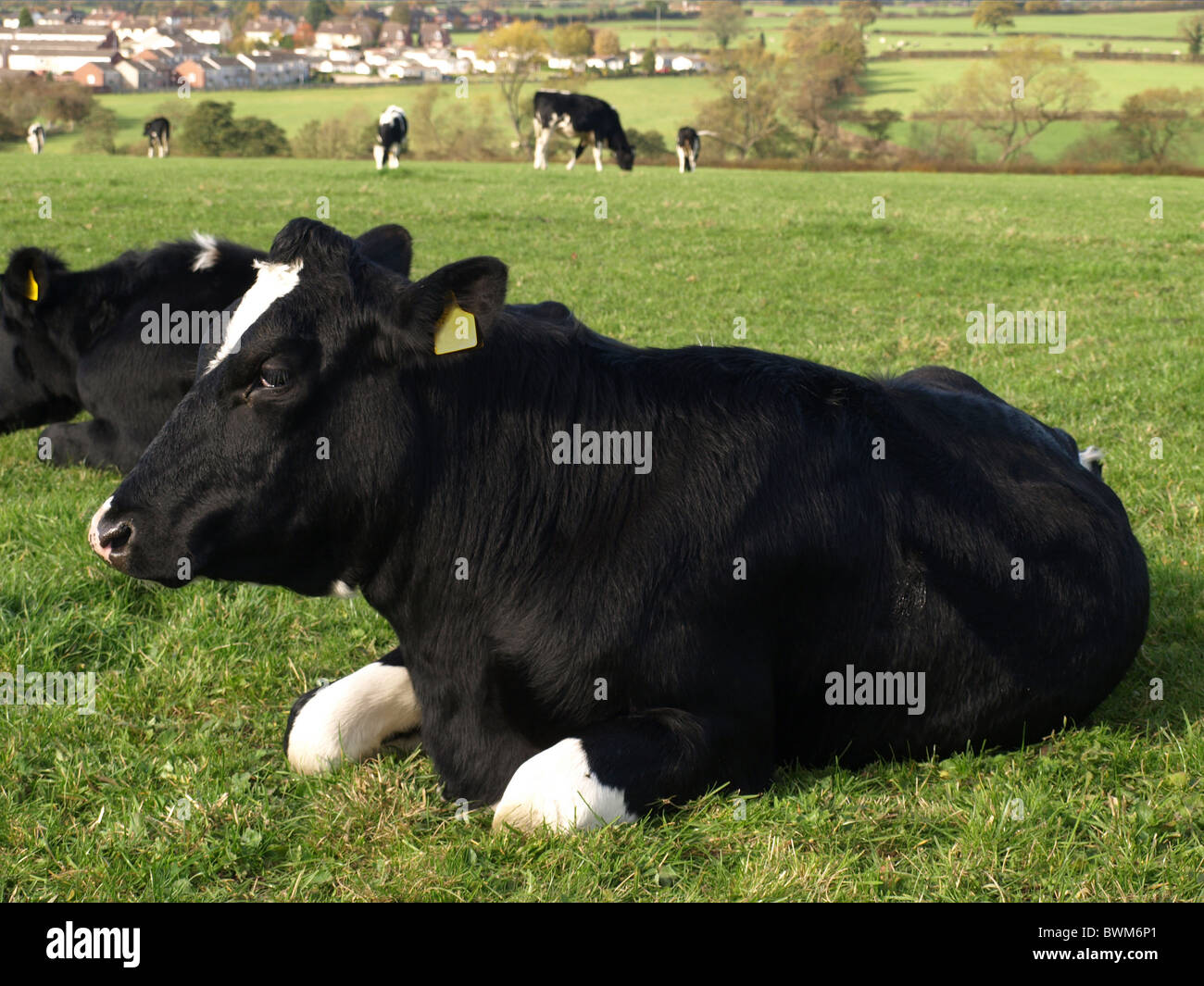 Cow lying down hi-res stock photography and images - Alamy