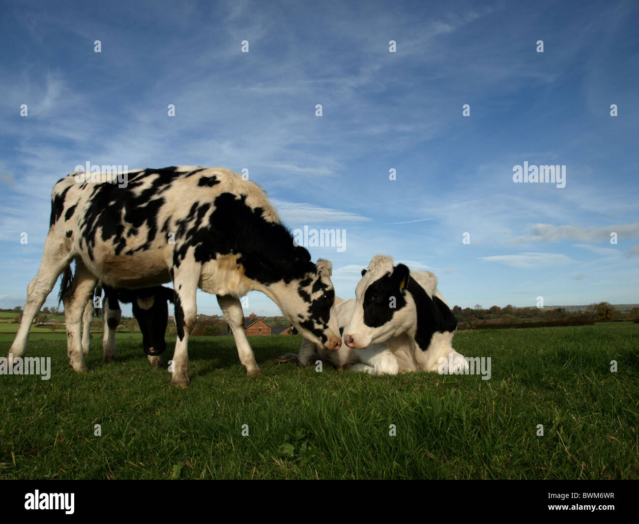 Two young, friendly, fresian cows against a blue sky Stock Photo - Alamy