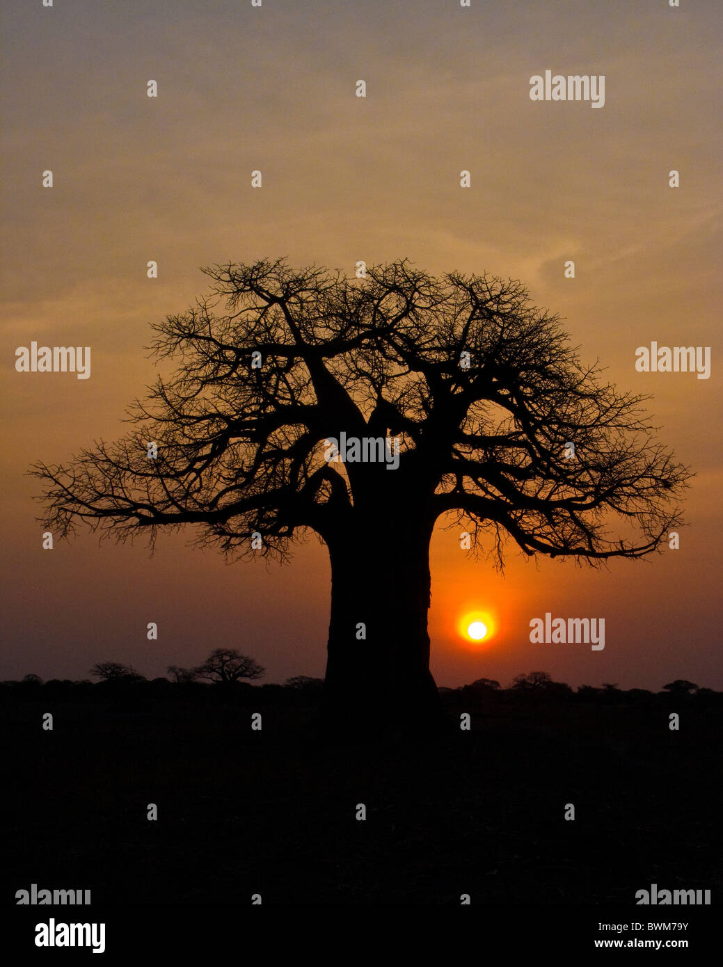 Baobab tree silhouette hi-res stock photography and images - Alamy