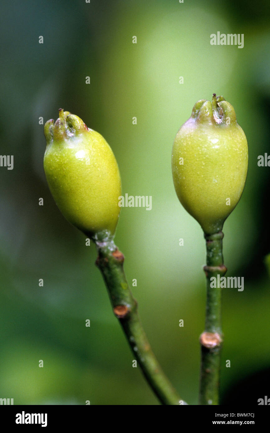 Clove tree hi-res stock photography and images - Alamy