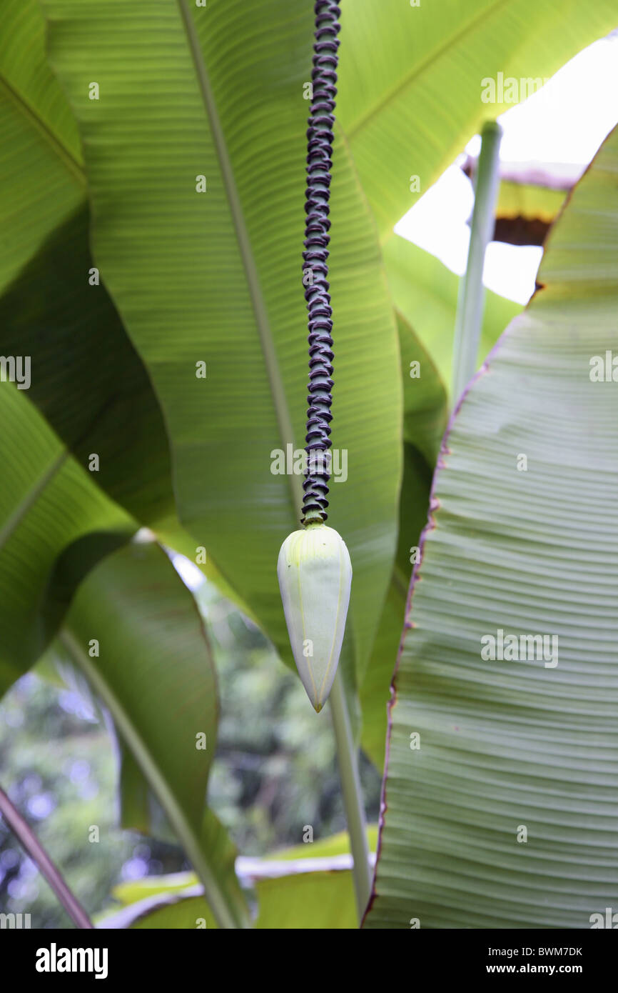 Banana pod hanging from a banana plant Stock Photo - Alamy