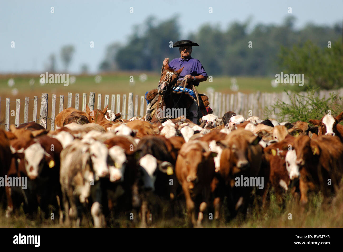 Argentina South America Gauchos herding cows near Mercedes Corrientes ...