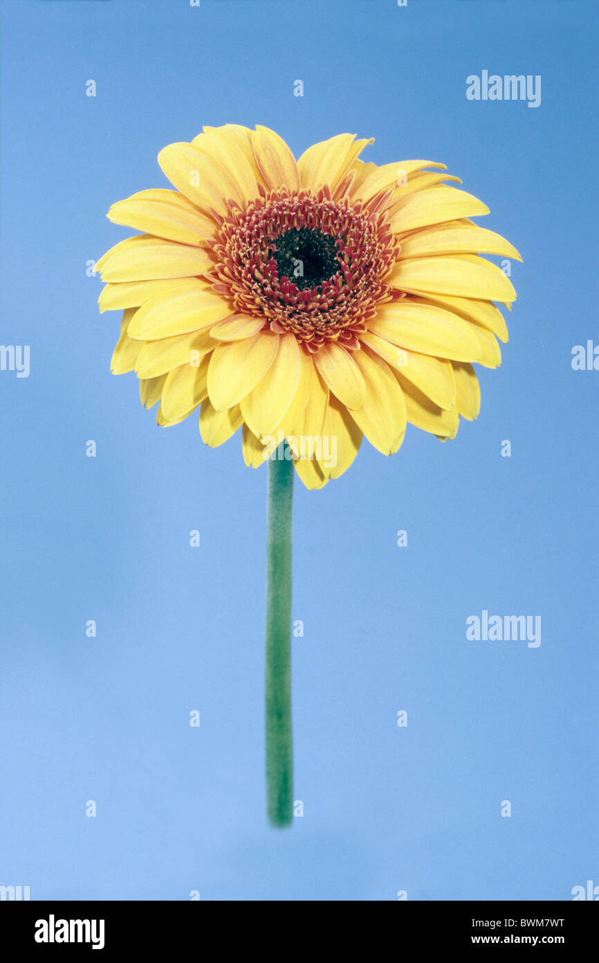 Gerbera (Gerbera hybrid), yellow flower, studio picture Stock Photo - Alamy